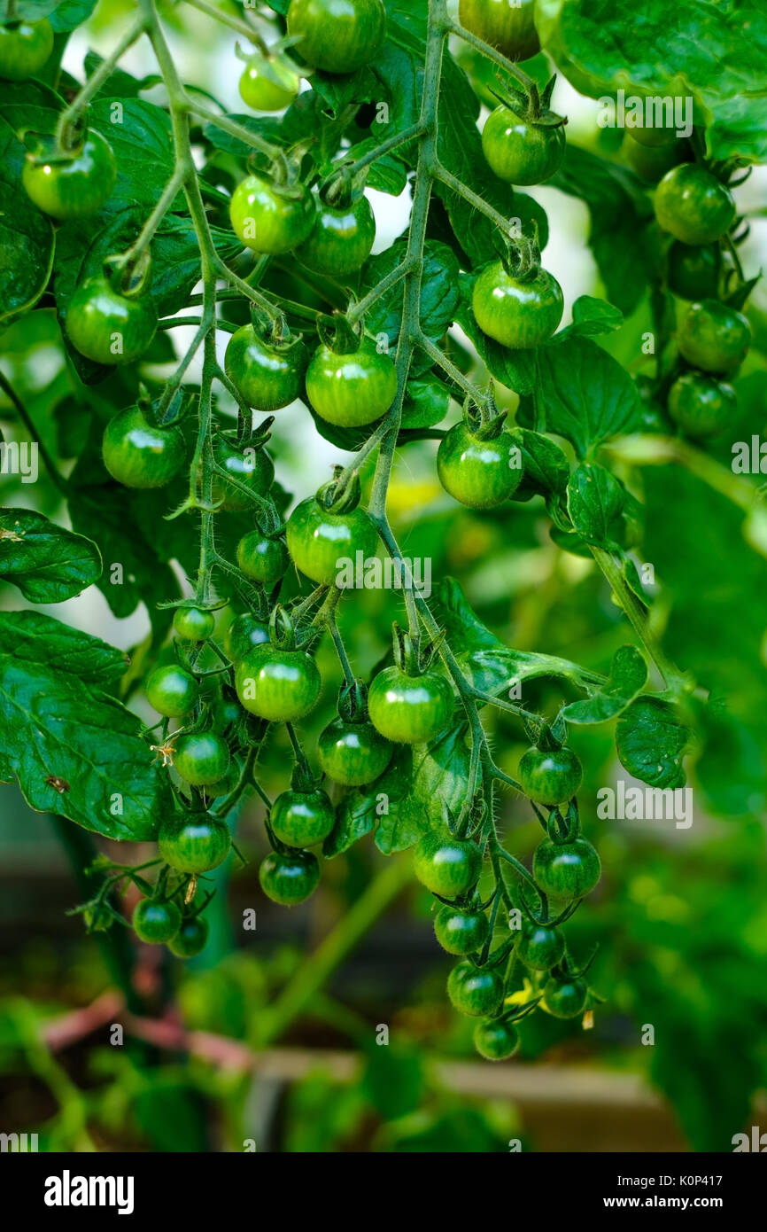 Cherry tomatoes, ripening on the vine in a greenhouse Stock Photo - Alamy