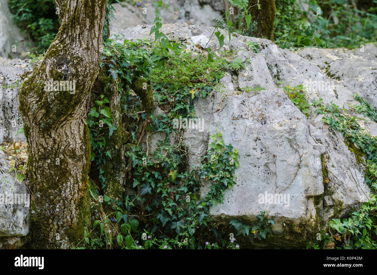 Beautiful tree in rocks. Beautiful closup on wild nature Stock Photo ...