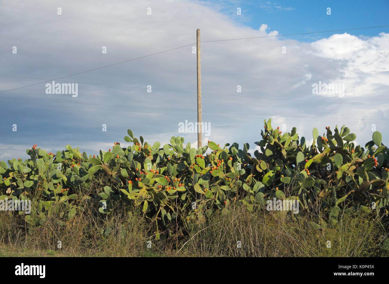 Indian fig opuntia, barbary fig (Opuntia ficus-indica), Sardinia Stock ...