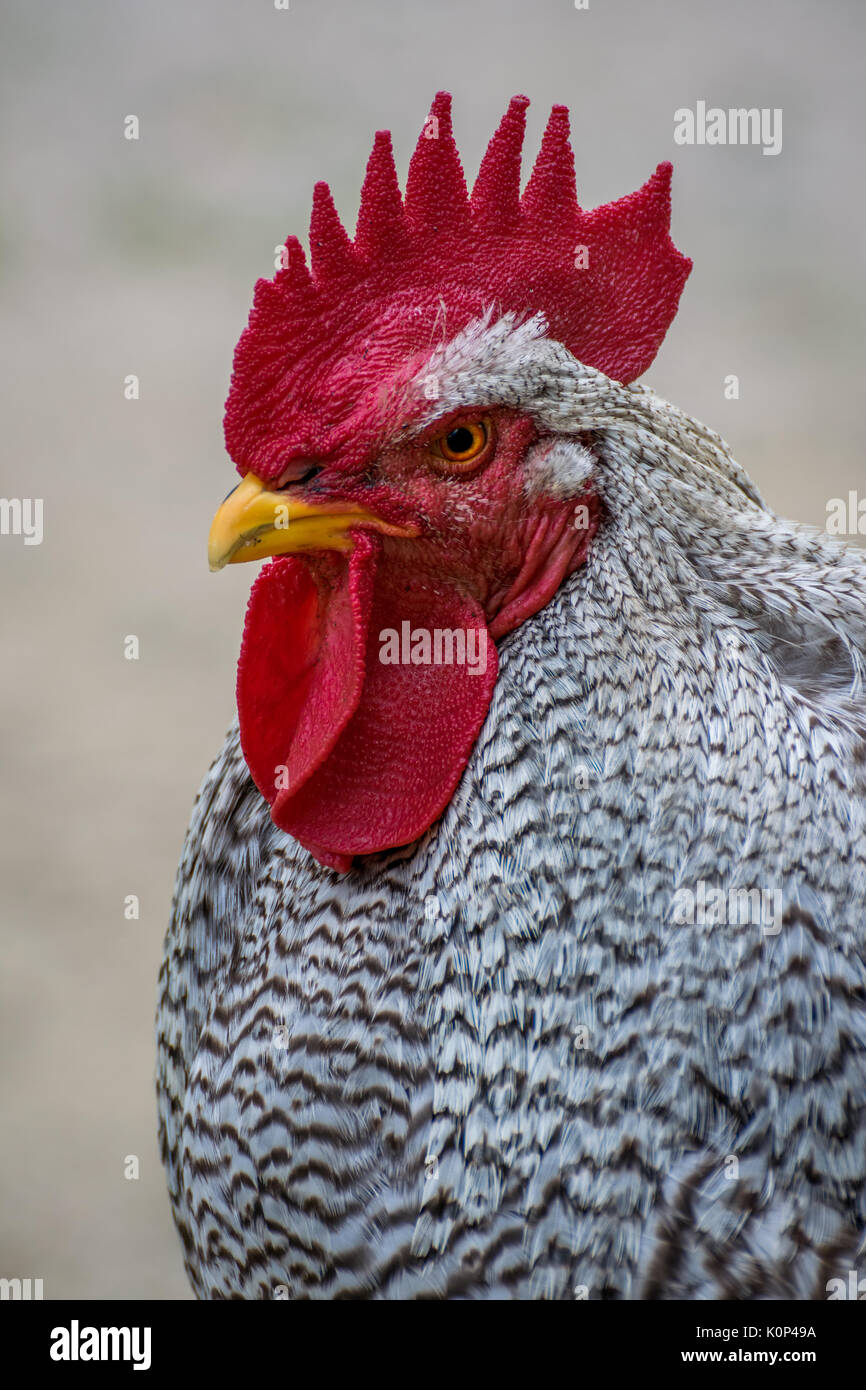 Big red rooster hi-res stock photography and images - Alamy