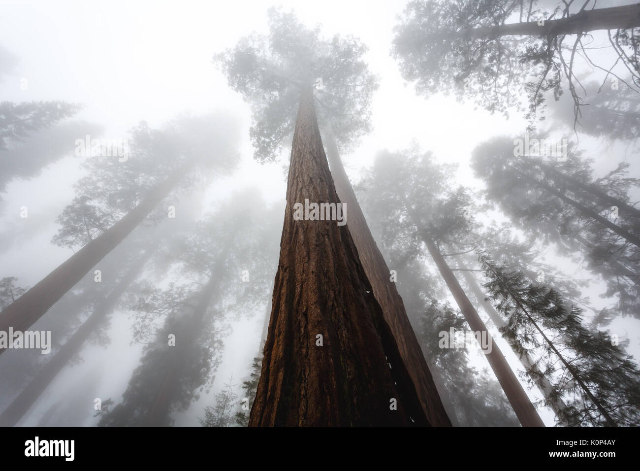 Sequoias forest hi-res stock photography and images - Alamy