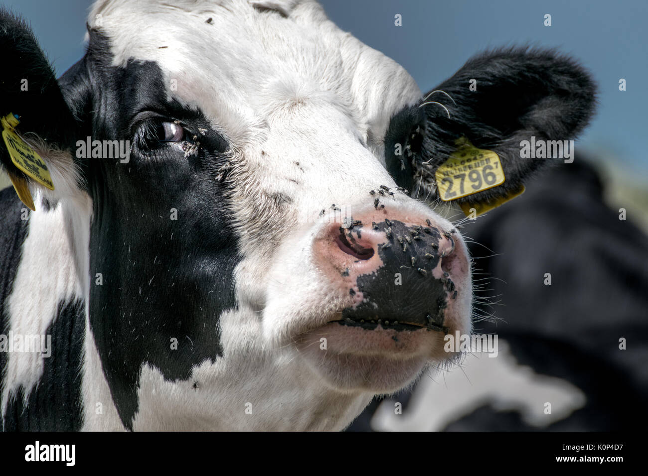 Big red rooster hi-res stock photography and images - Alamy