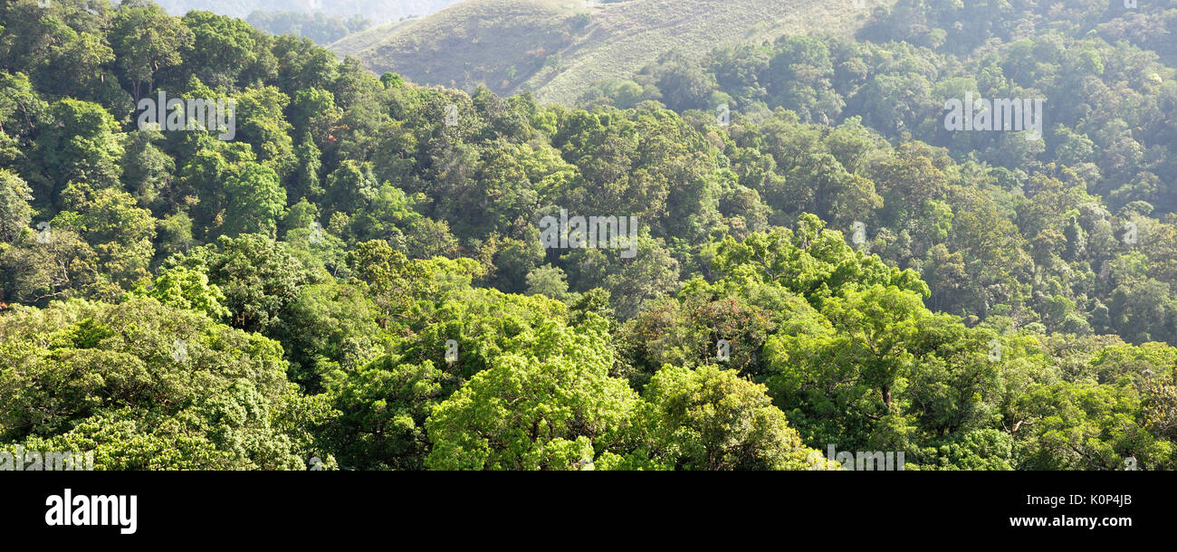 Lush green hills, dense tropical forest, layered mountain, landscape ...