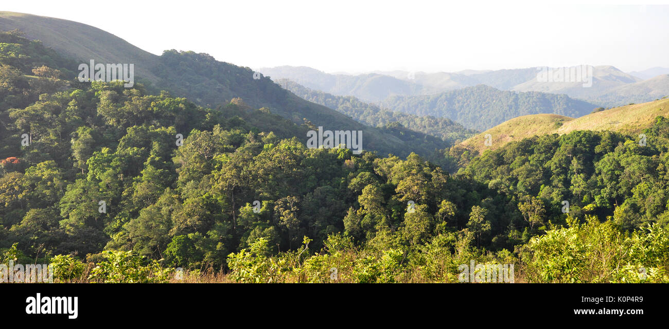 Gopher Trees High Resolution Stock Photography and Images - Alamy