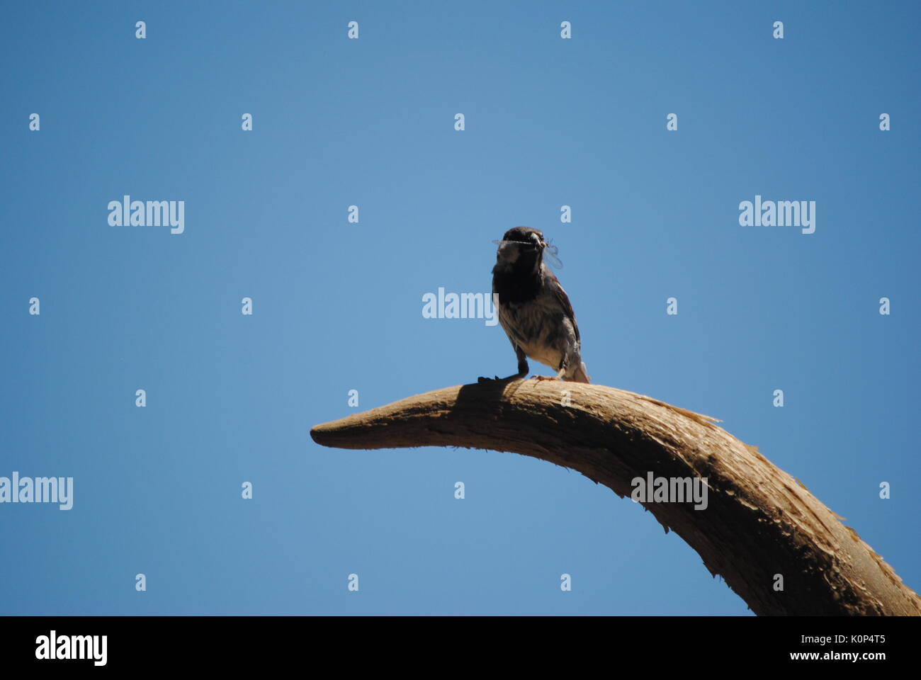 The bird eats the dragonfly Stock Photo - Alamy