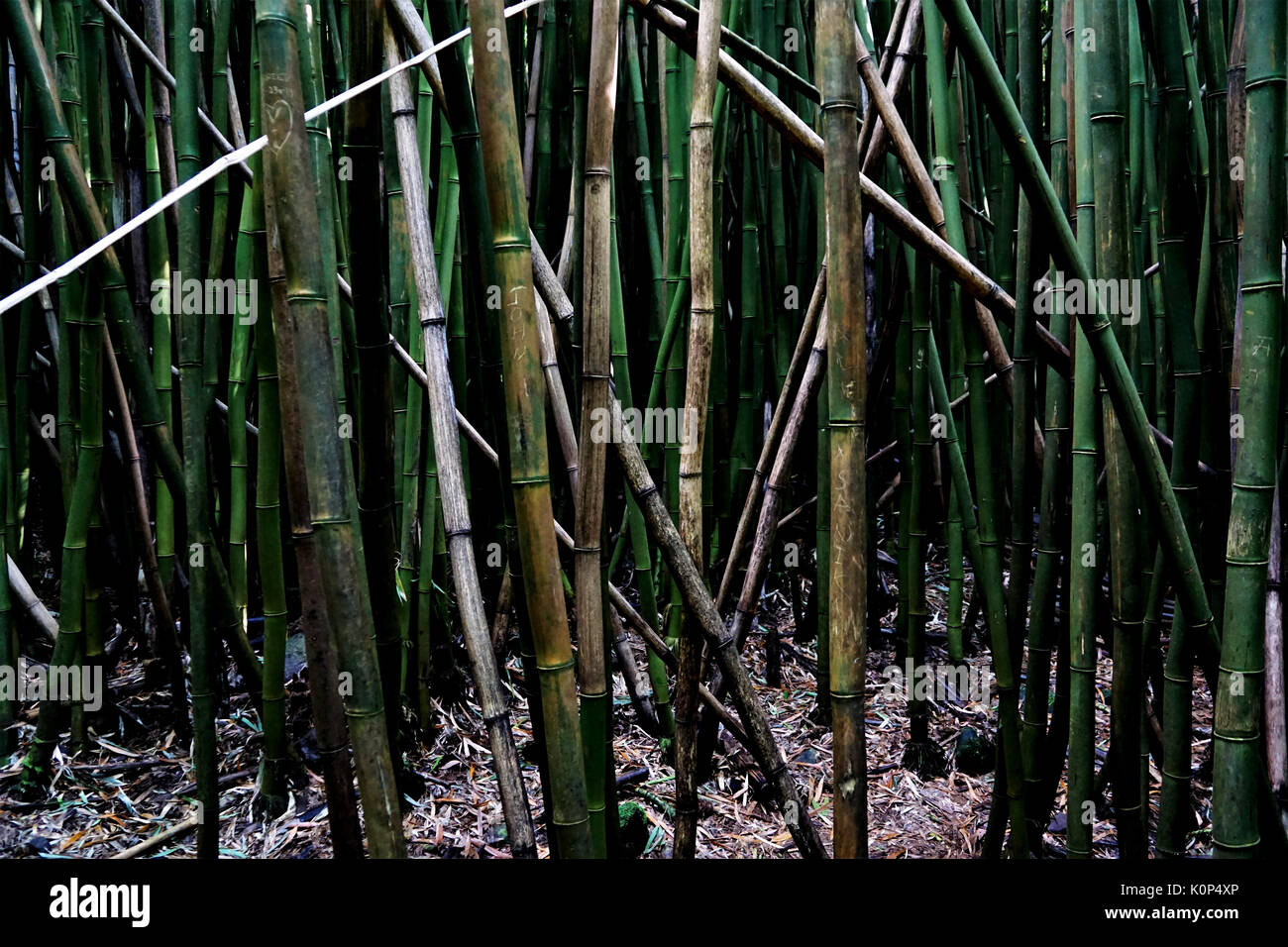 Bamboo and greenery hi-res stock photography and images - Alamy