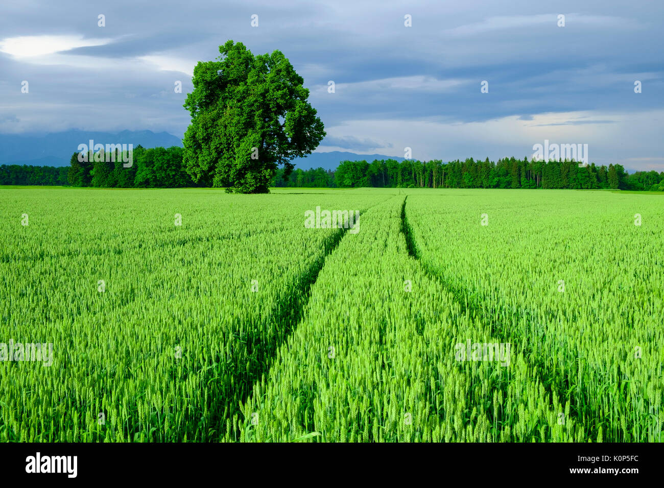Tractor track marks left in agricultural wheat field Stock Photo - Alamy