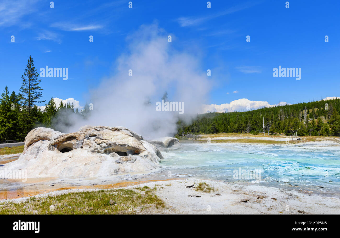 Erupting waters and steam of Grotto Geyser in Upper Geyser Basin ...