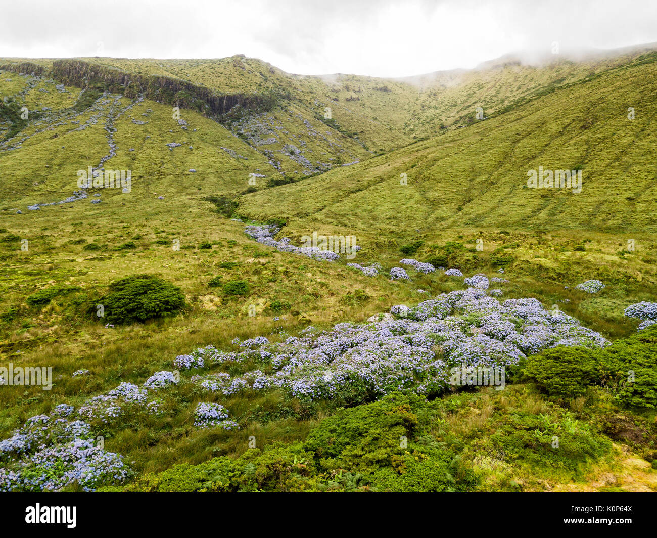 Aerial view of beautiful blue hydrangeas near Caldeira Branca on the ...