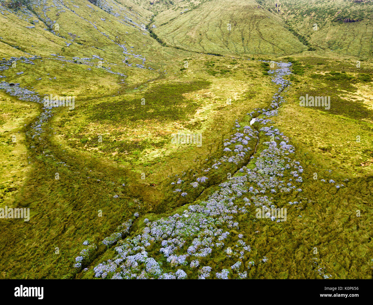 Aerial view of streams and hydrangeas near the Caldeira Branca on the ...