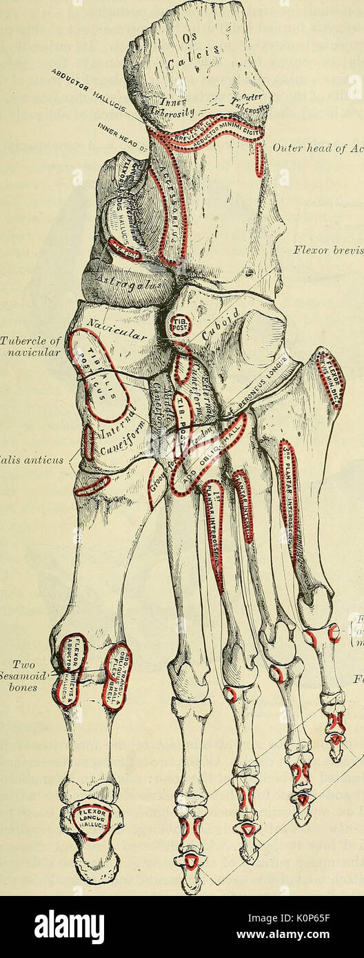 Historical anatomy chart hi-res stock photography and images - Alamy