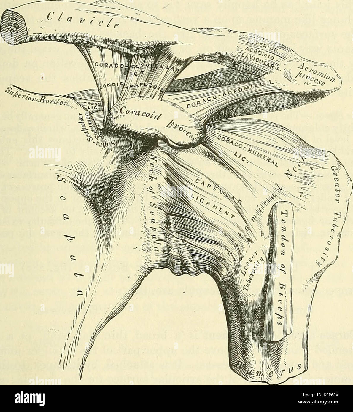 "Anatomy, descriptive and surgical" (1887 Stock Photo - Alamy