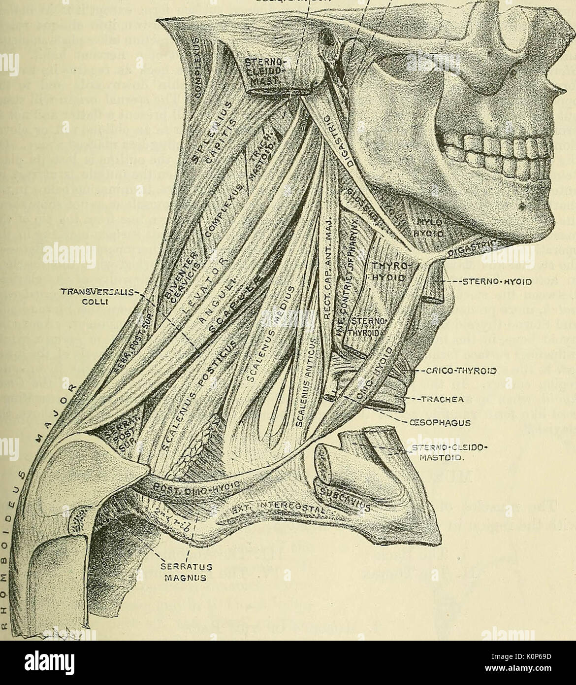 Historical anatomy chart hi-res stock photography and images - Alamy