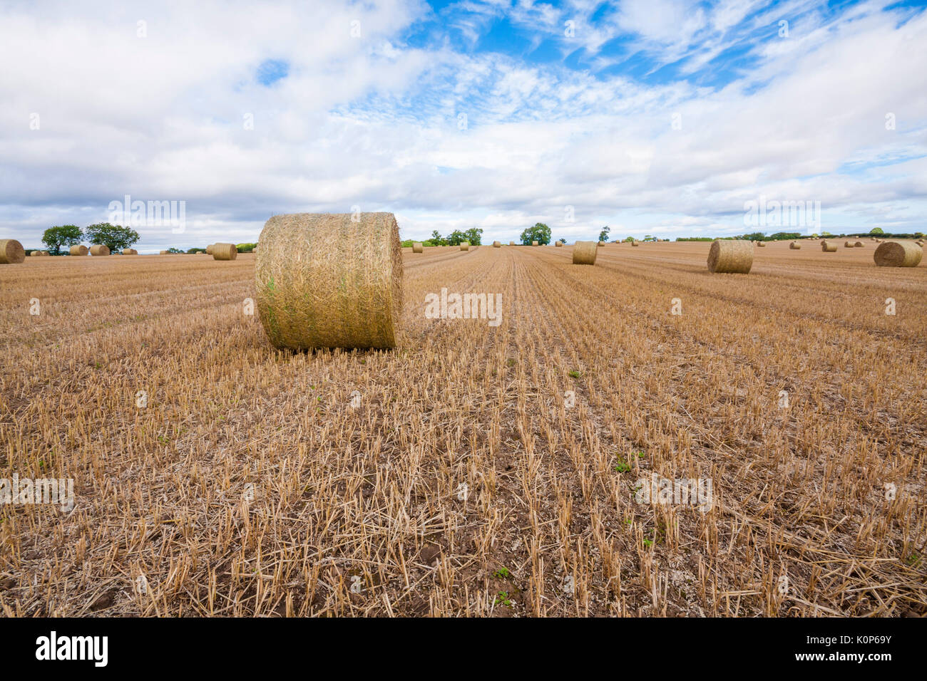 Corn bales in a field at Stockton on Tees, England, UK Stock Photo - Alamy