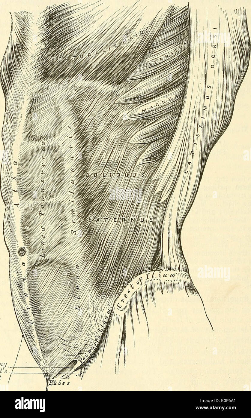 "Anatomy, descriptive and surgical" (1887 Stock Photo - Alamy