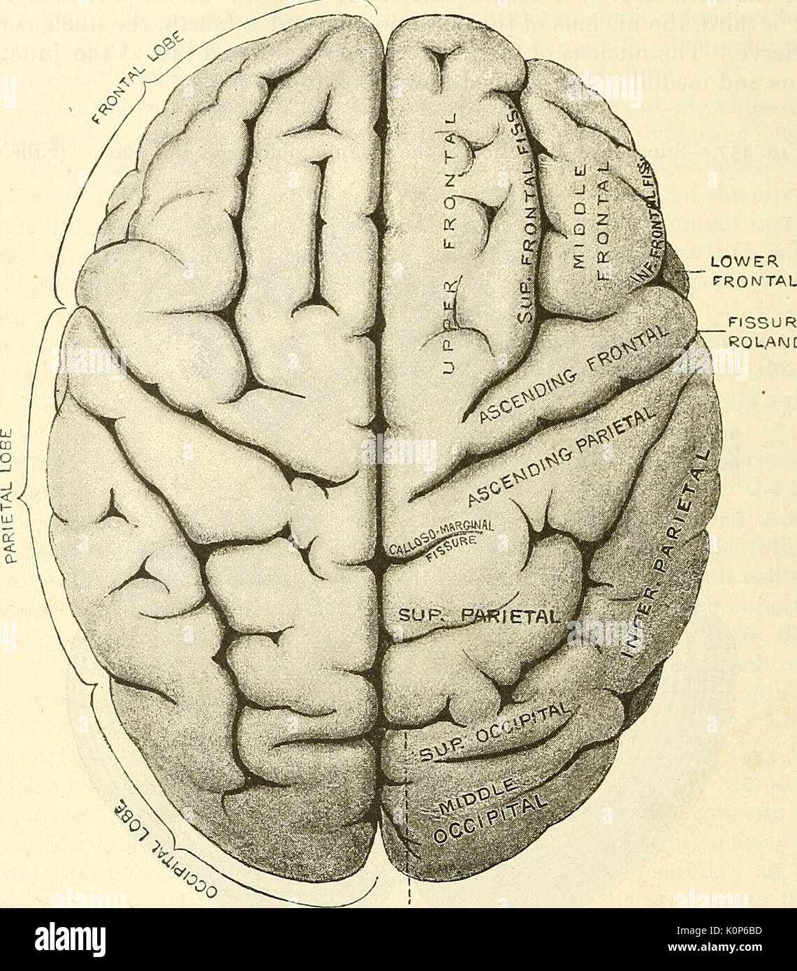 "Anatomy, descriptive and surgical" (1887 Stock Photo - Alamy