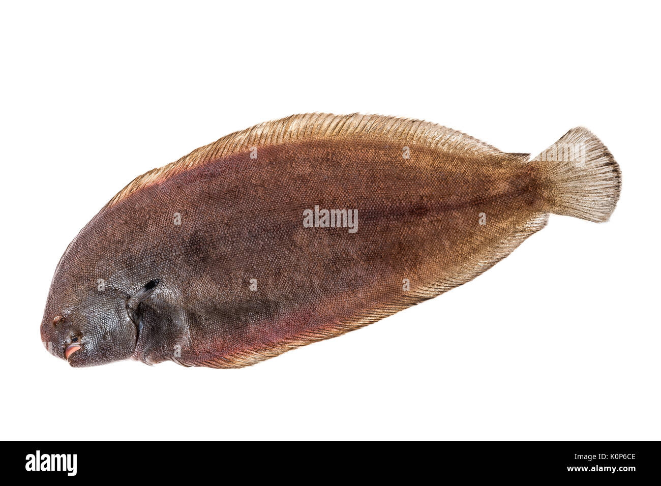Sole fish water hi-res stock photography and images - Alamy