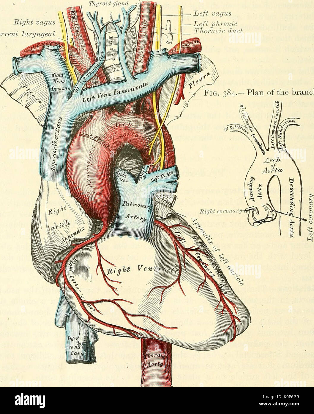 "Anatomy, descriptive and surgical" (1887 Stock Photo - Alamy
