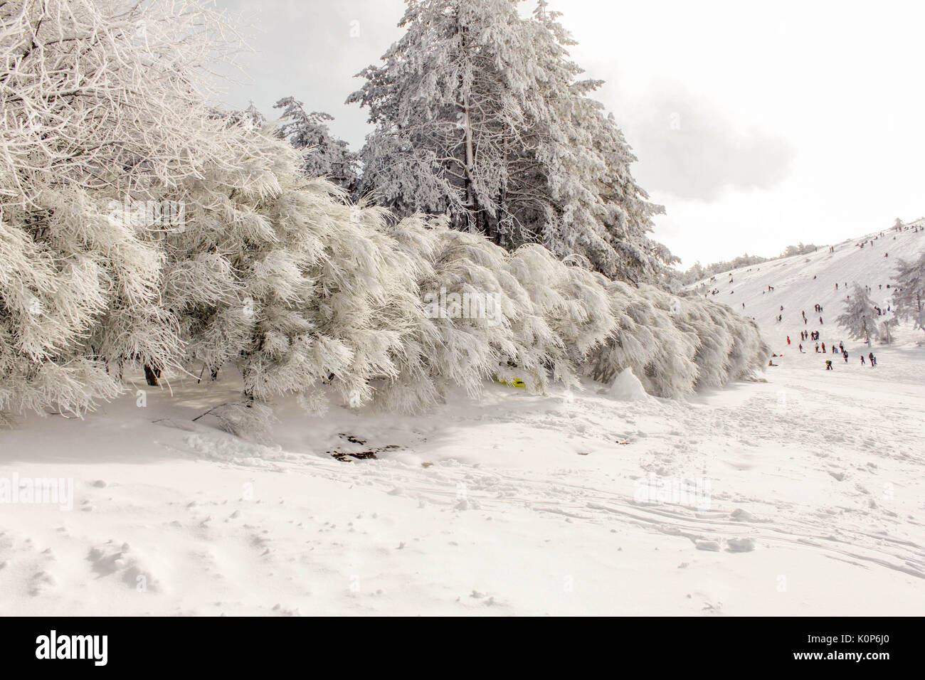 snowy landscape in a winter resort with snow, forest and people playing ...