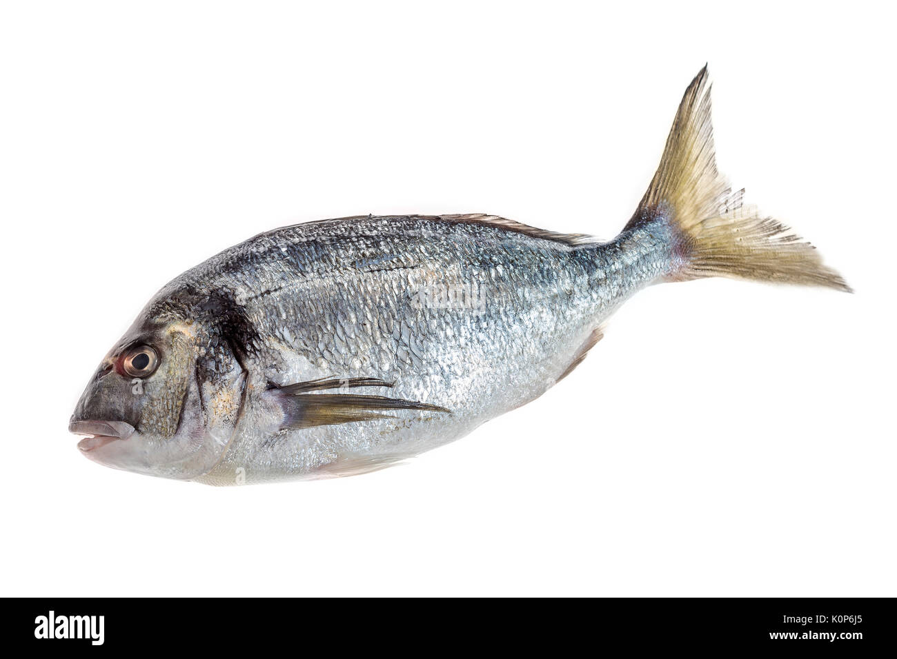Silver bream hi-res stock photography and images - Alamy