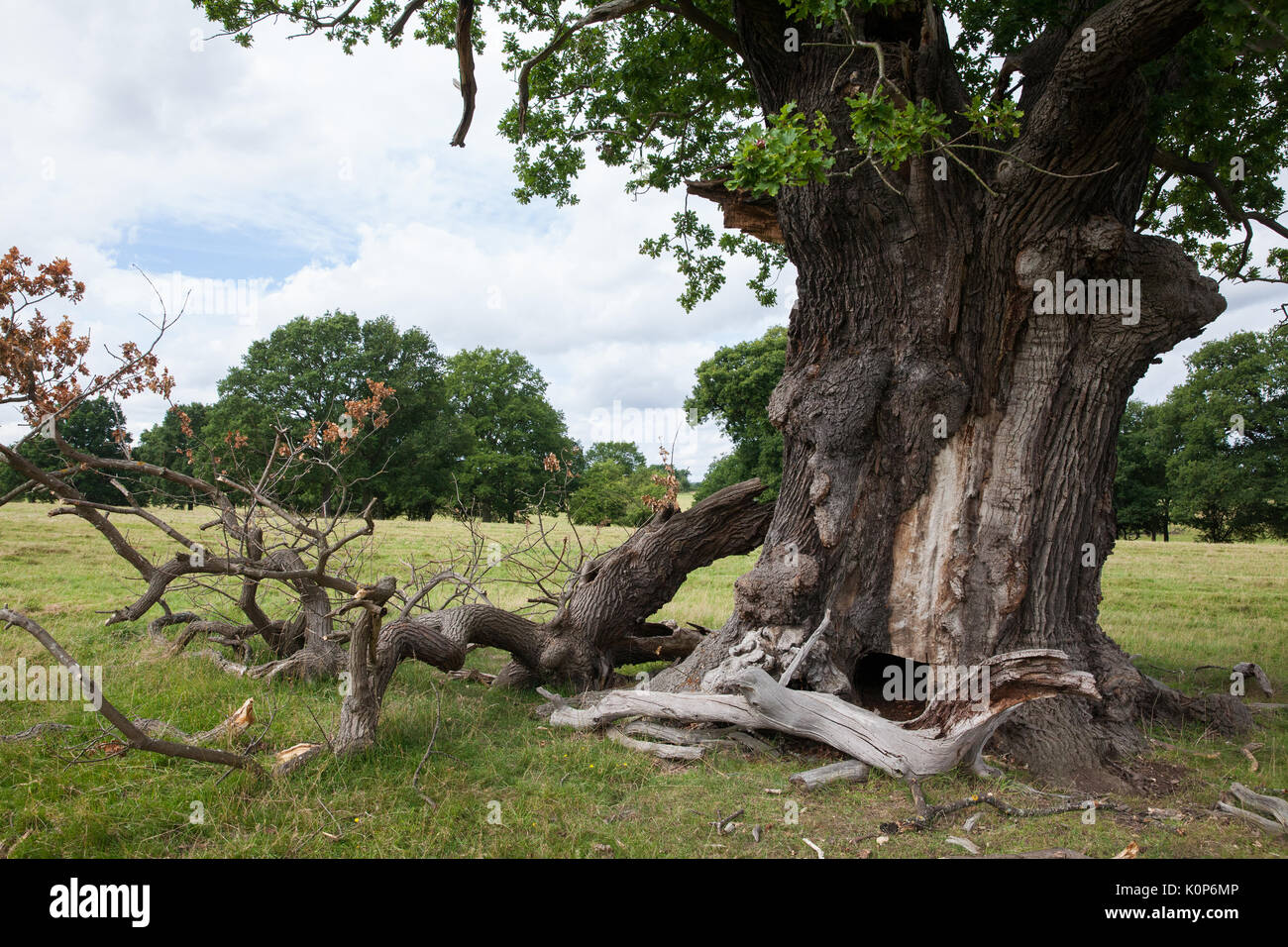 Windsor, UK. 16th August, 2017. An ancient oak tree in Windsor Great ...