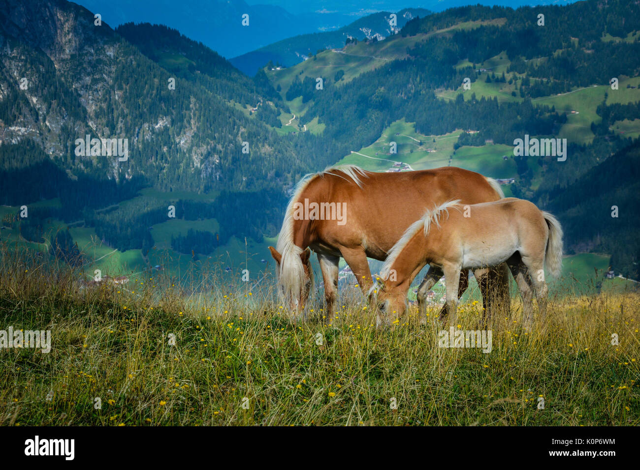 Austrian animal hi-res stock photography and images - Alamy