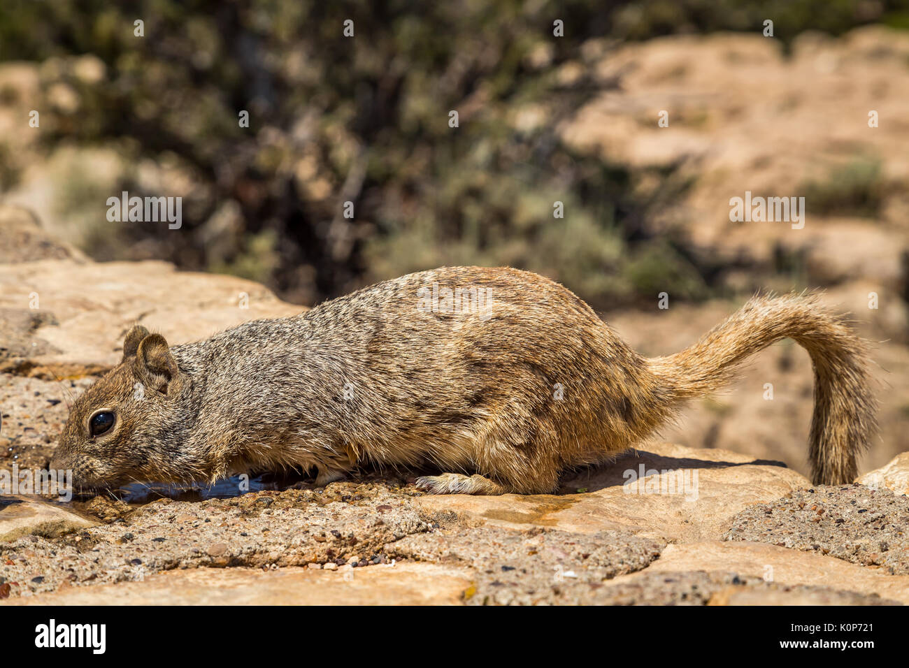 Grand canyon chipmunk hi-res stock photography and images - Alamy