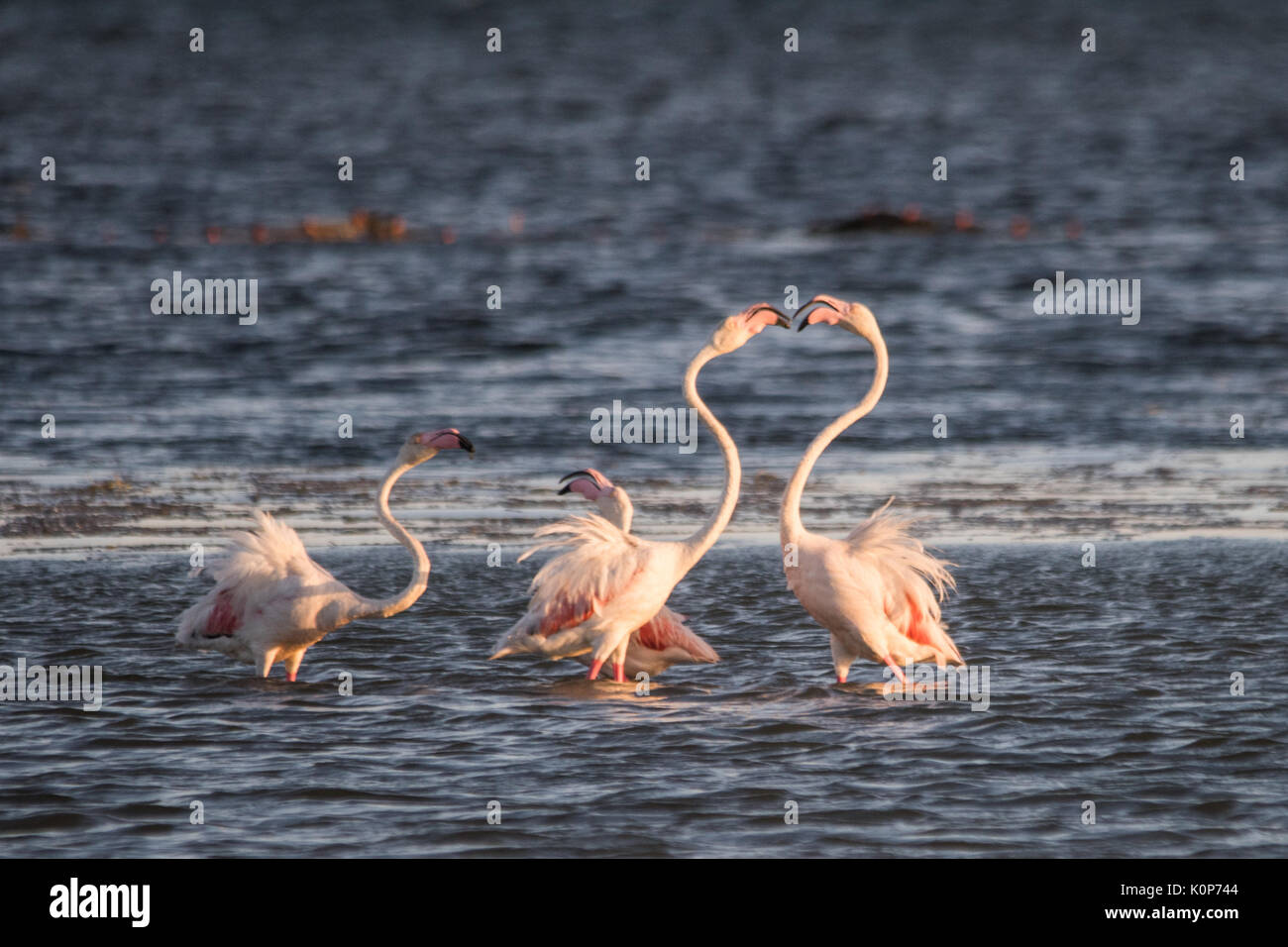 Big wading birds hi-res stock photography and images - Alamy