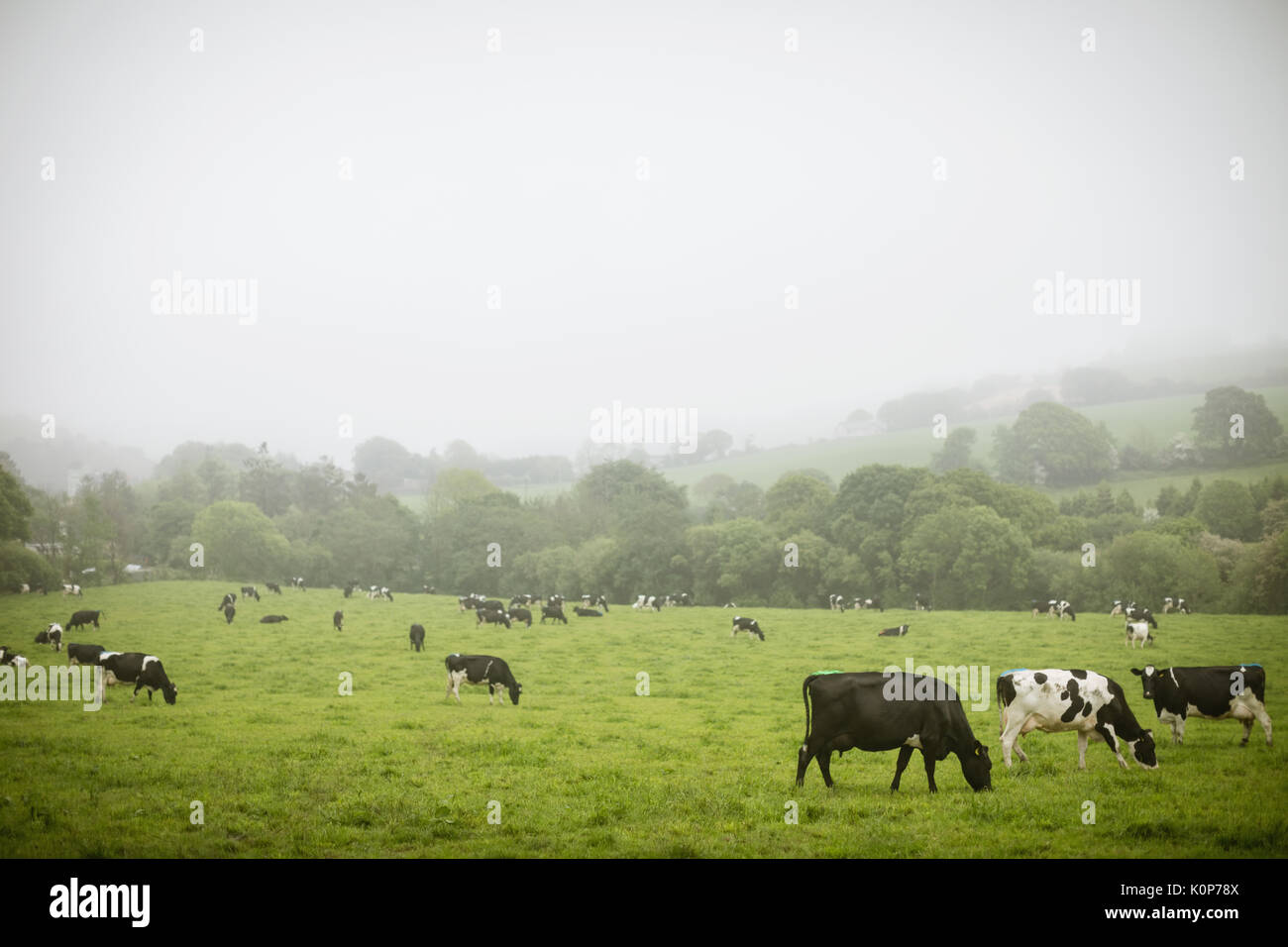 Fog green screen hi-res stock photography and images - Alamy