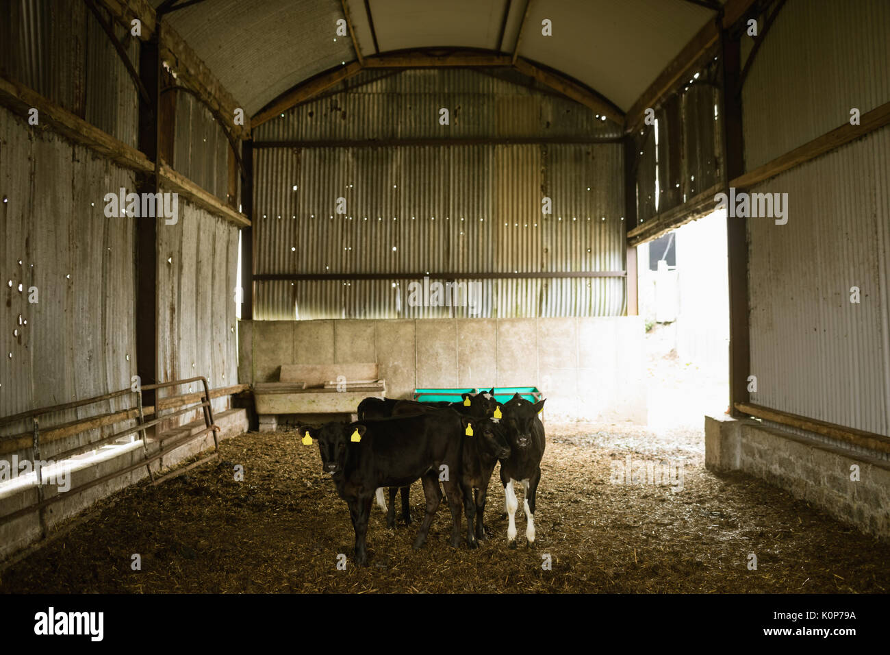 Four cattle in barn Stock Photo - Alamy