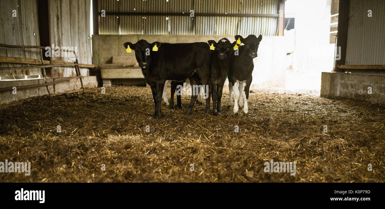 Three cattle in barn Stock Photo - Alamy