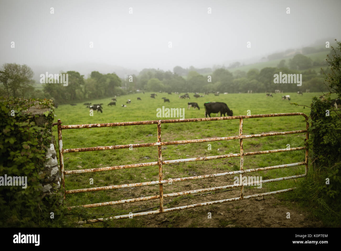 Cattle grazing in green field Stock Photo - Alamy