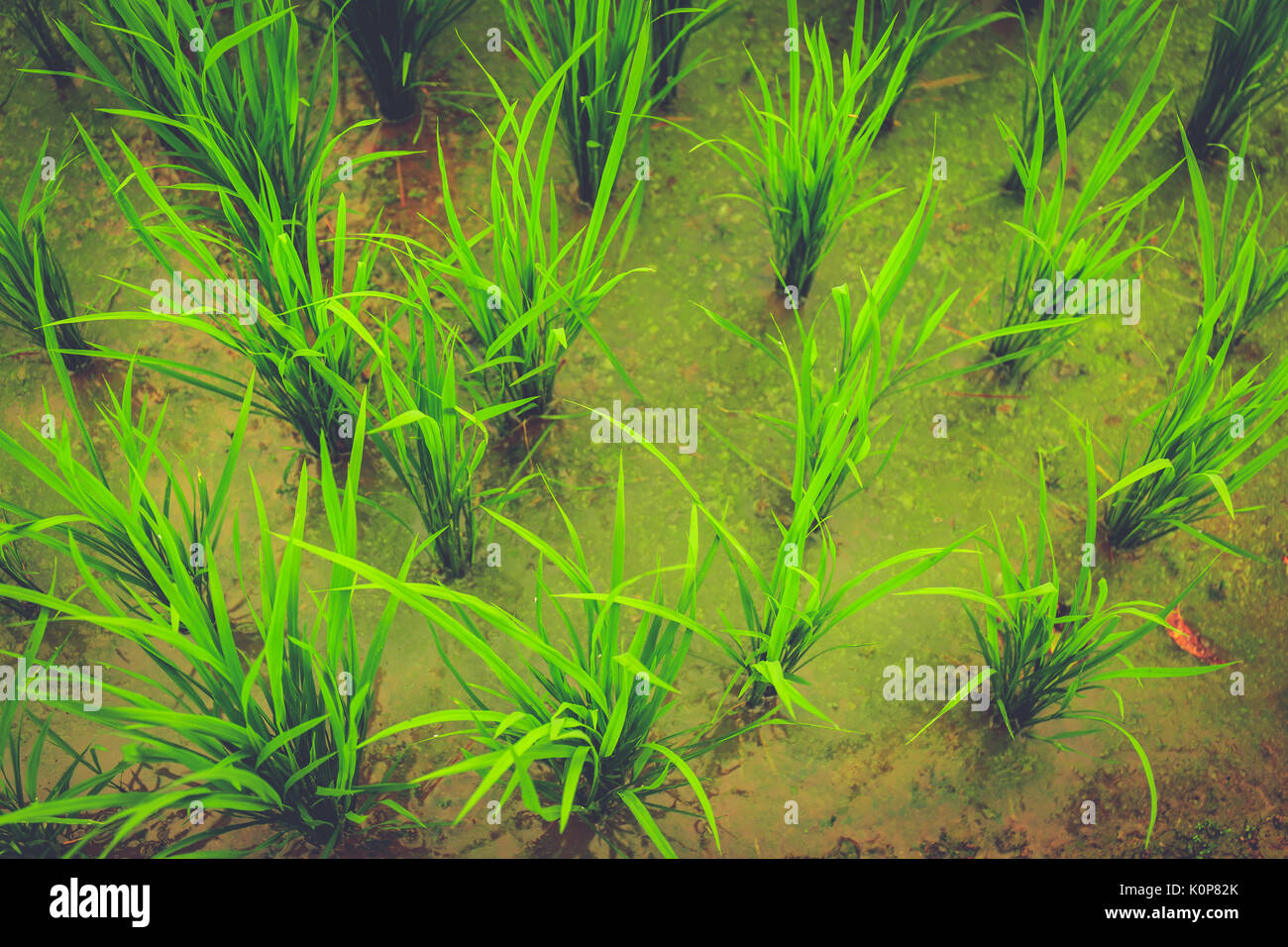 Rice field newly planted rice hi-res stock photography and images - Alamy