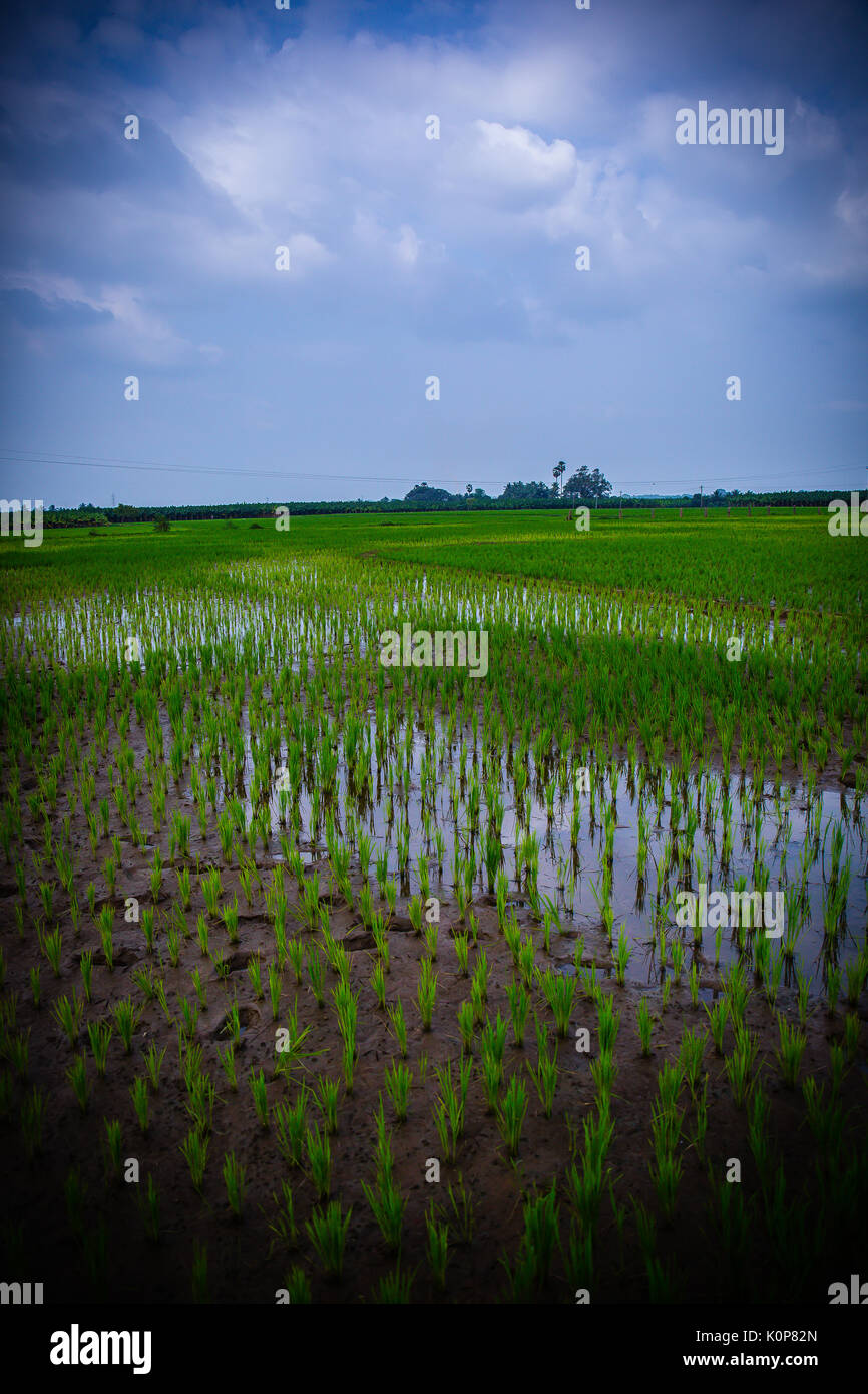 Tamil nadu rice field hi-res stock photography and images - Alamy