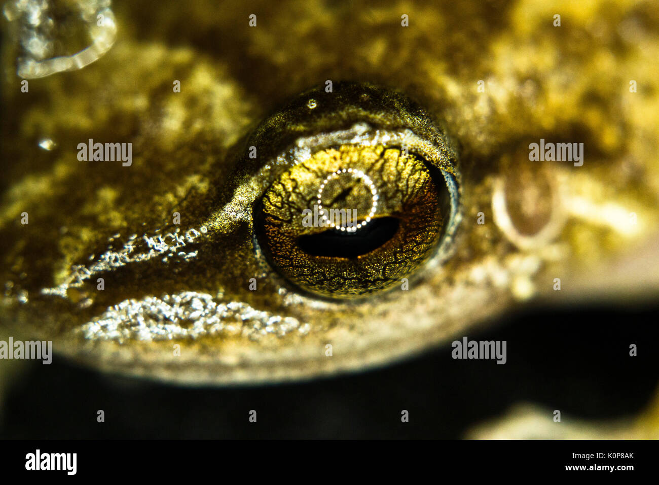 Coqui frogs are a small species of frog that is endangered in their ...