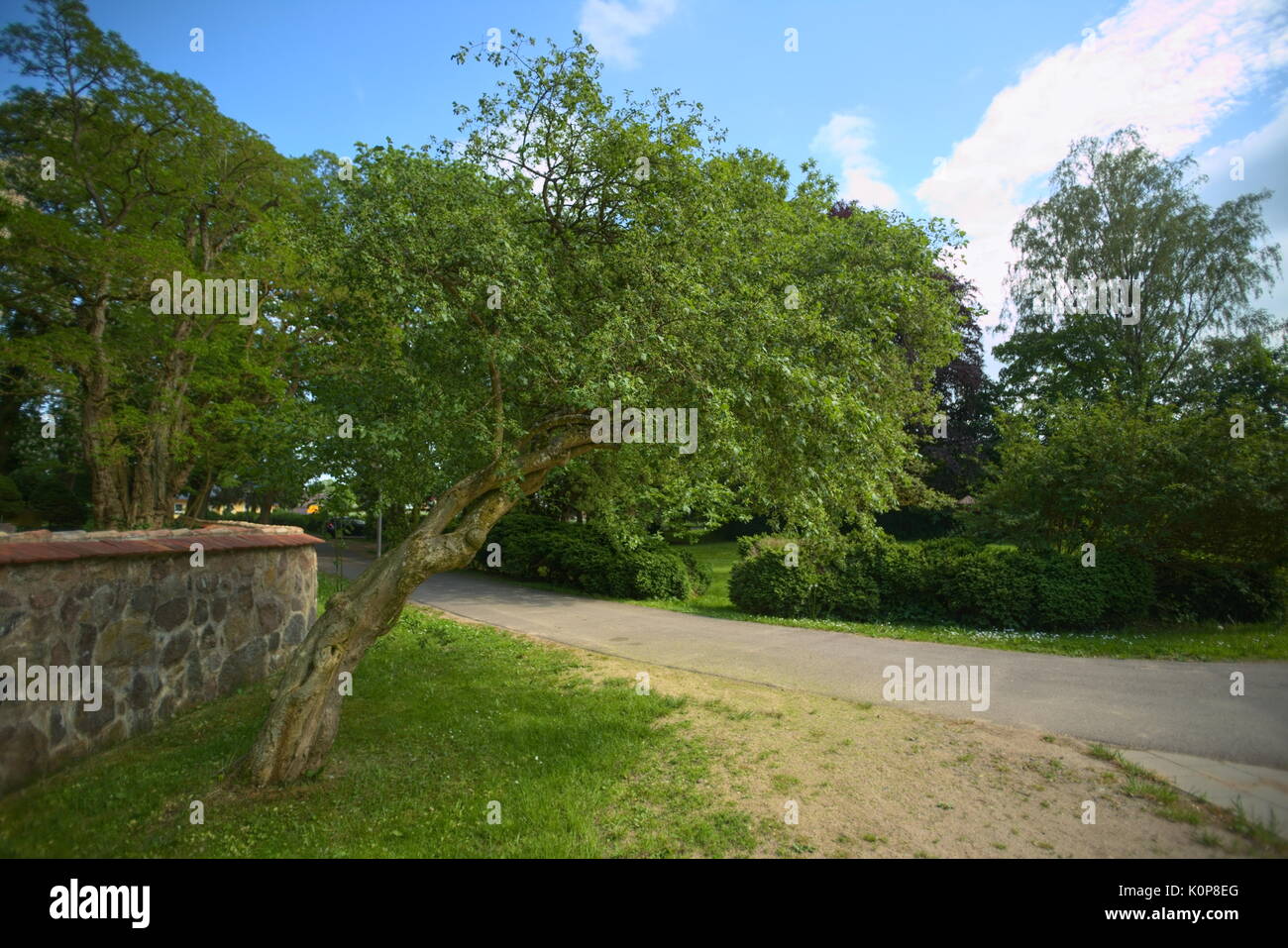Buckthorn (Rhamnus) tree in front of church yard Stock Photo - Alamy