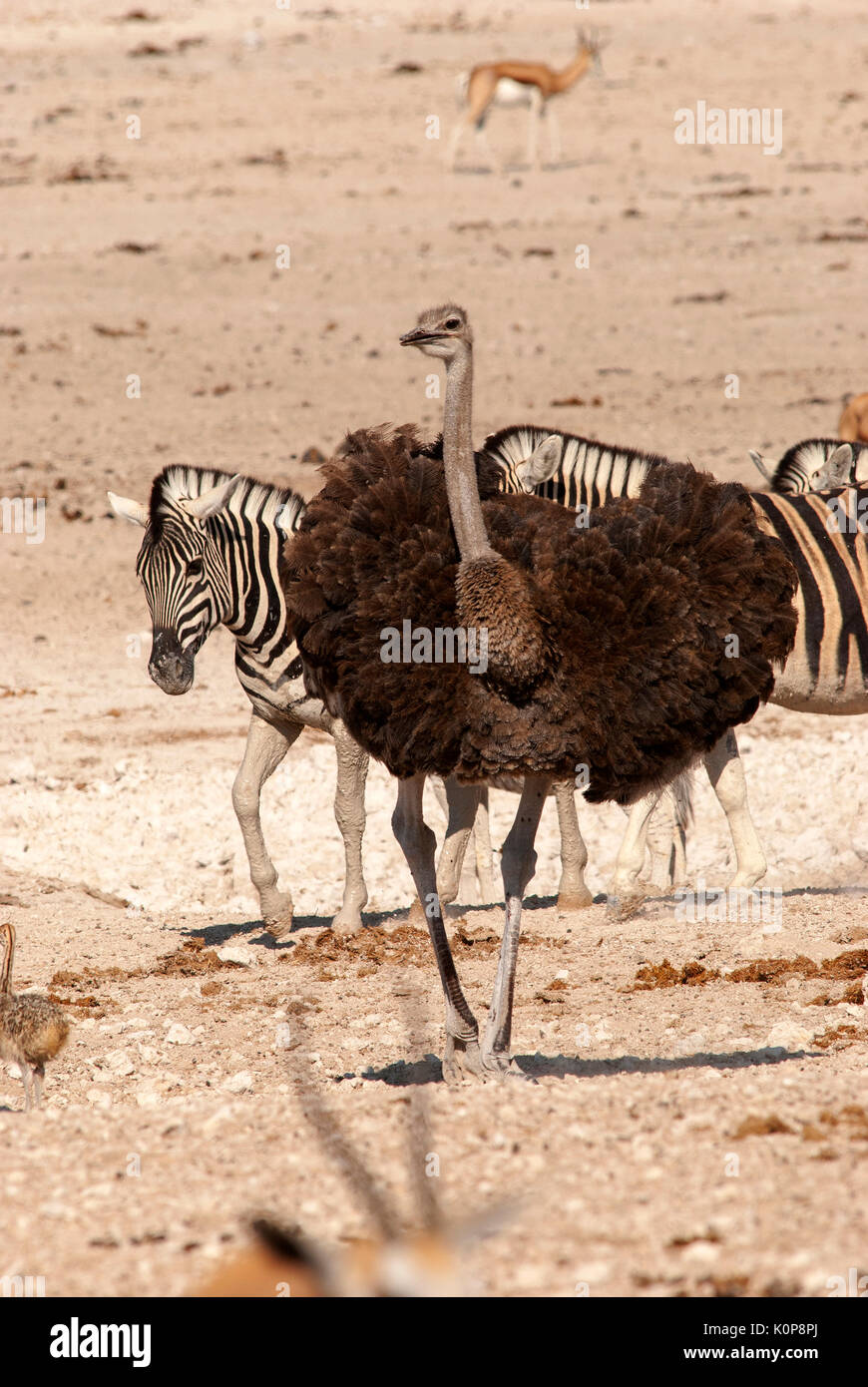 Ostrich and Zebras at Nebrowni Waterhole, Etosha National Park, Namibia ...