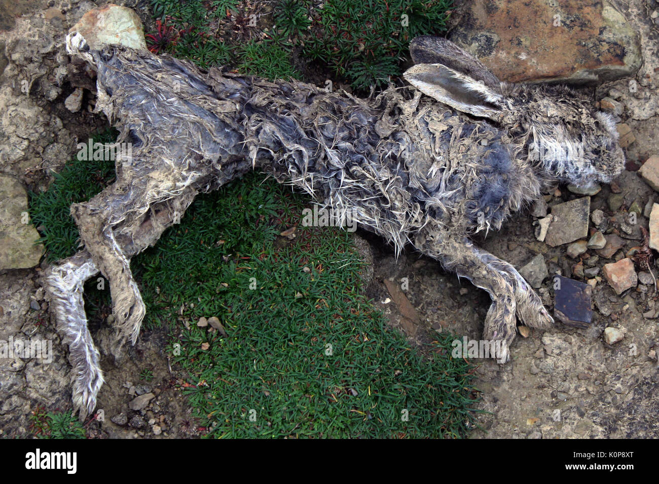 Dead rabbit on road hi-res stock photography and images - Alamy