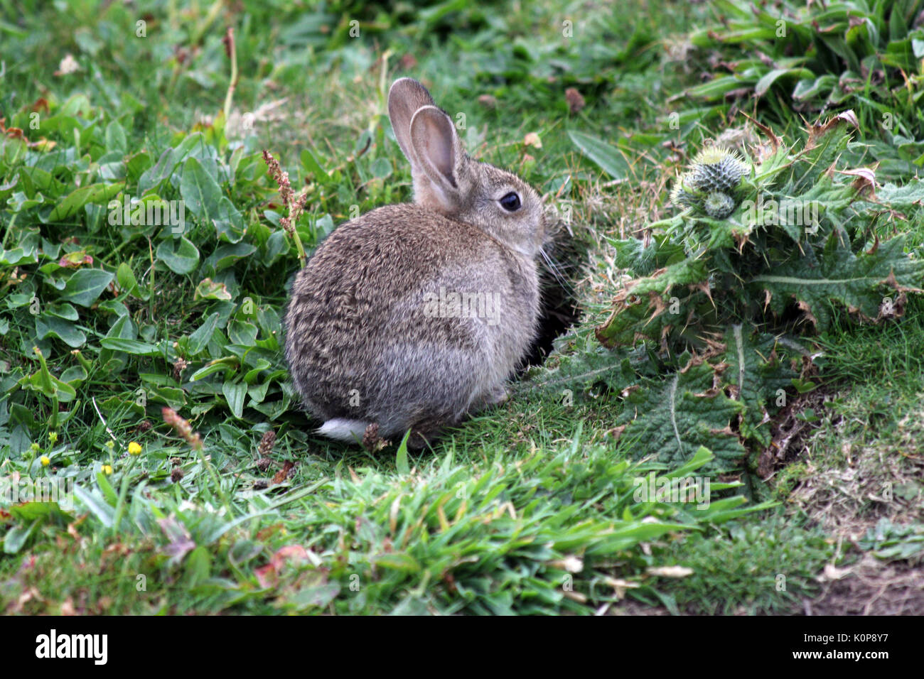 rabbit on birsay island of orkney Stock Photo - Alamy