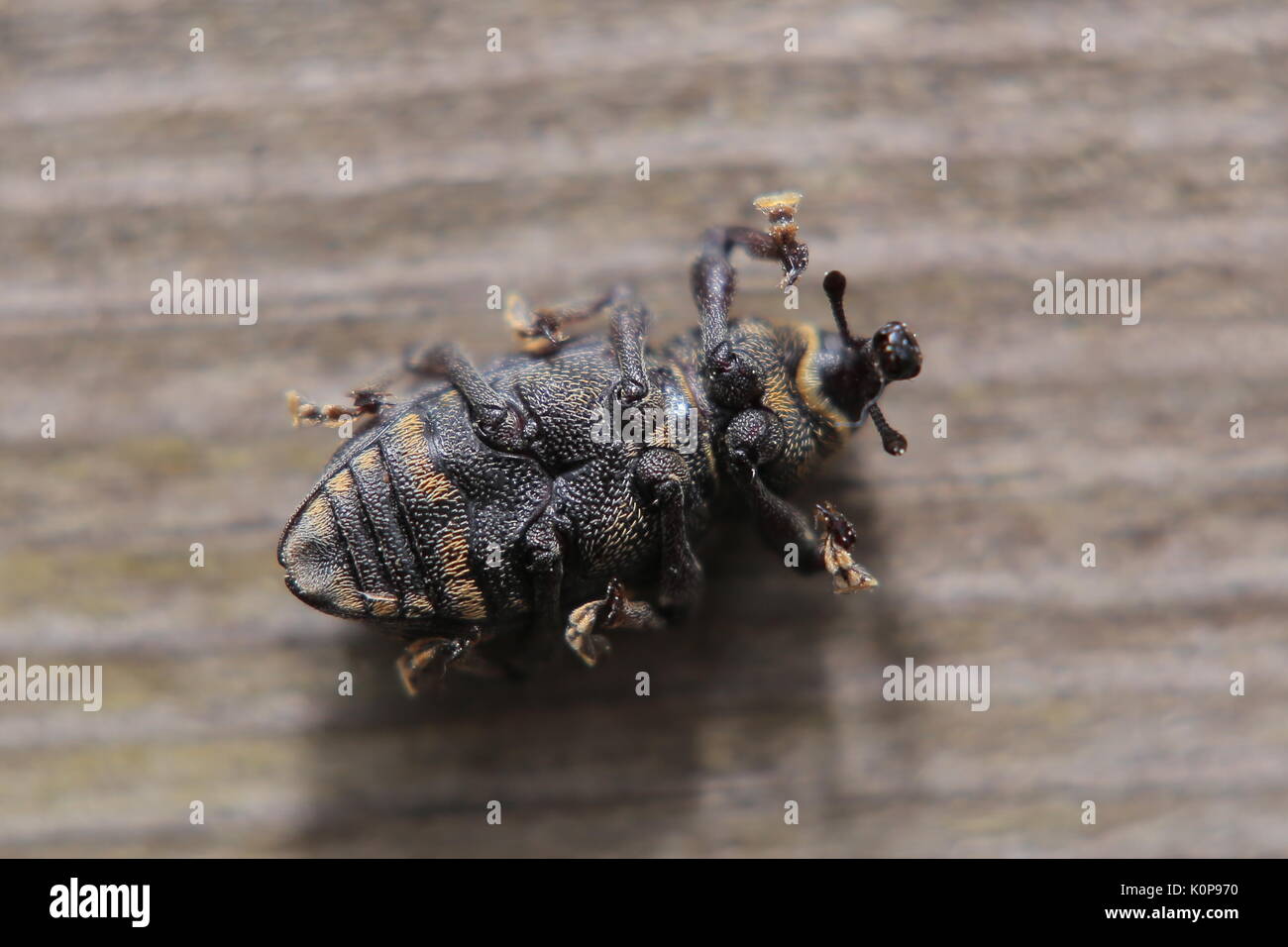 Macro of a weevil (Pissodes pini) lying on its back Stock Photo - Alamy