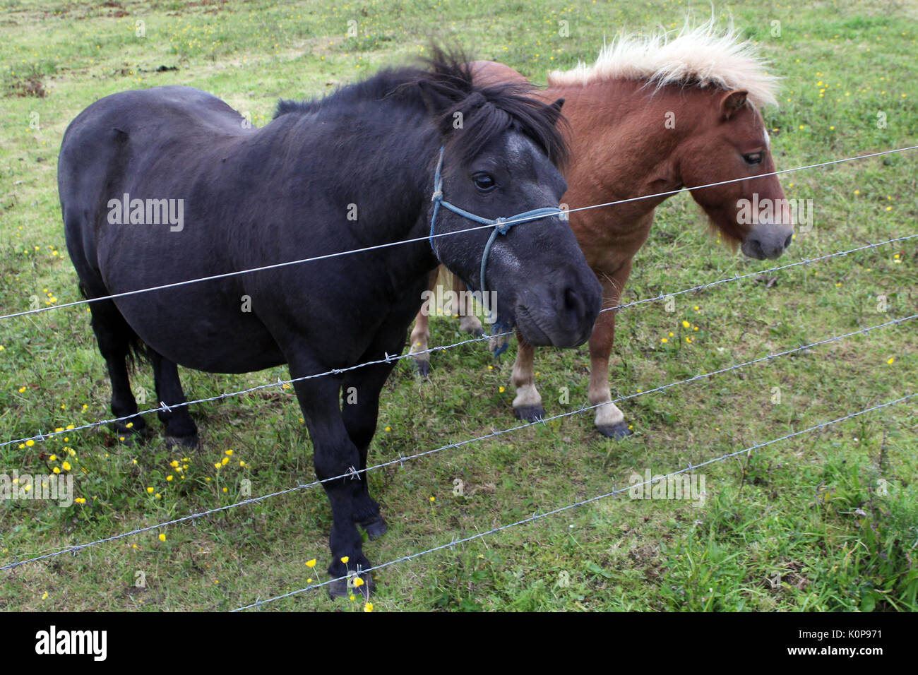 shetland ponies on the island of orkney Stock Photo - Alamy