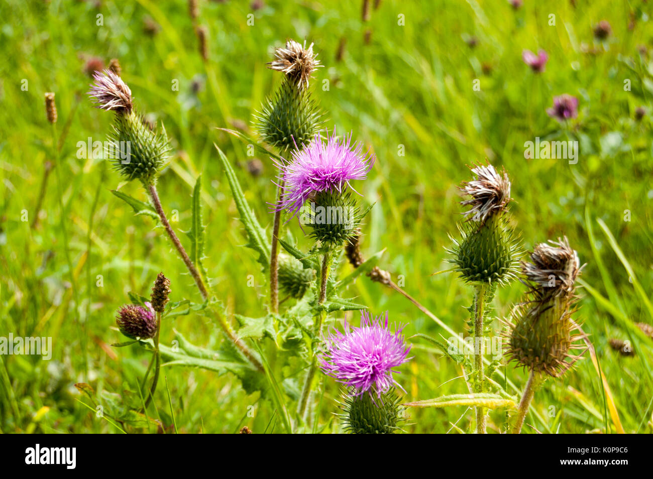 Distel hi-res stock photography and images - Alamy