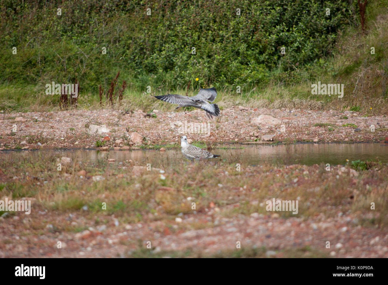 Bird landing on a puddle Stock Photo - Alamy