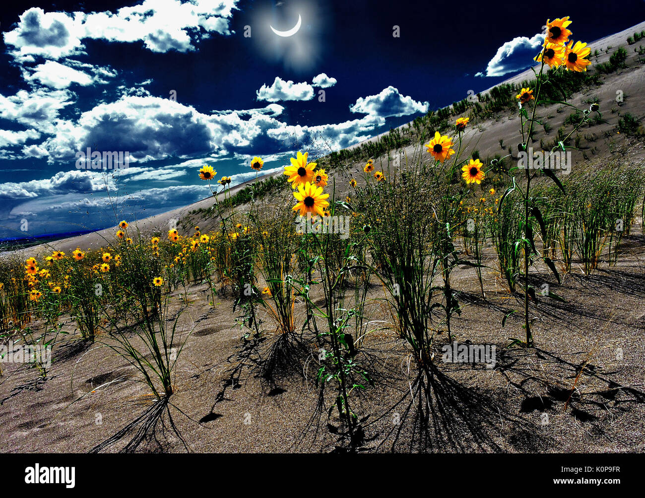 Sunflower solar eclipse hi-res stock photography and images - Alamy