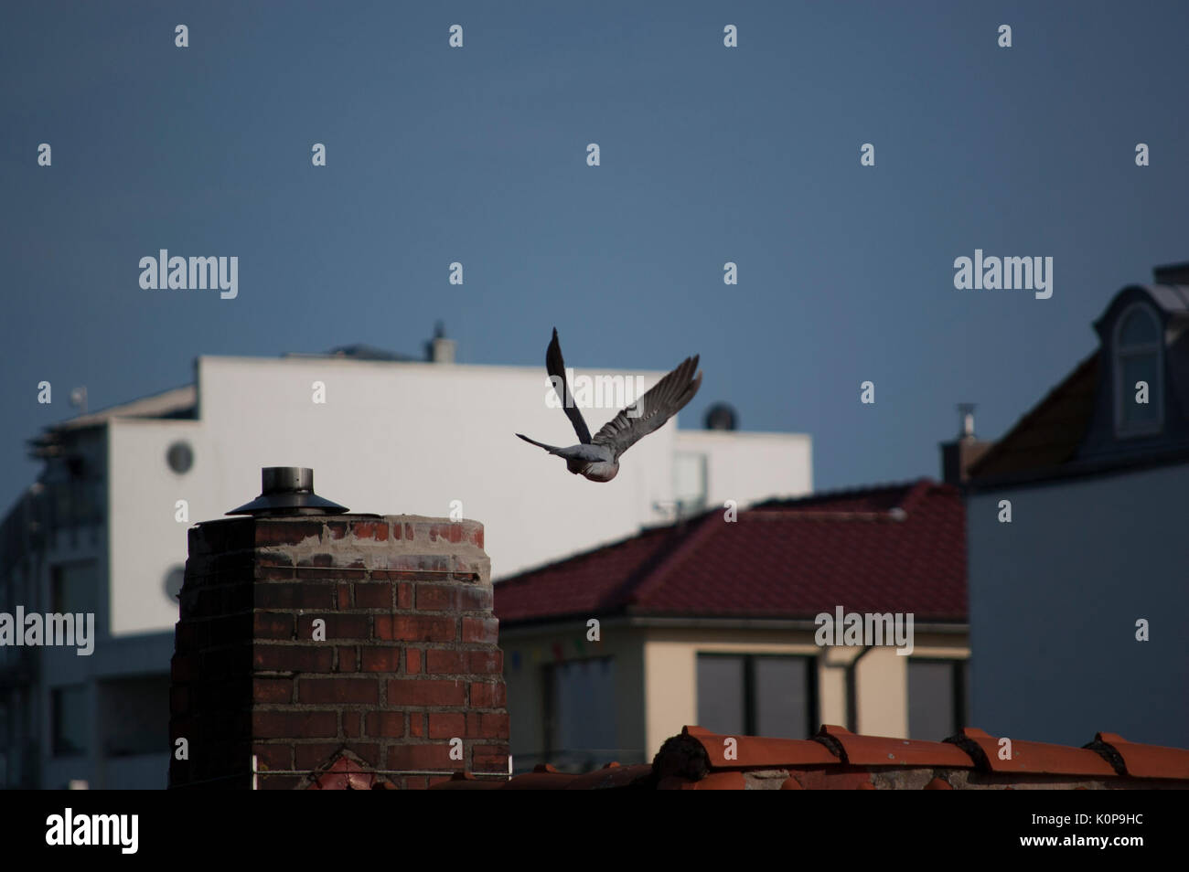 Bird flying over rooftops Stock Photo - Alamy