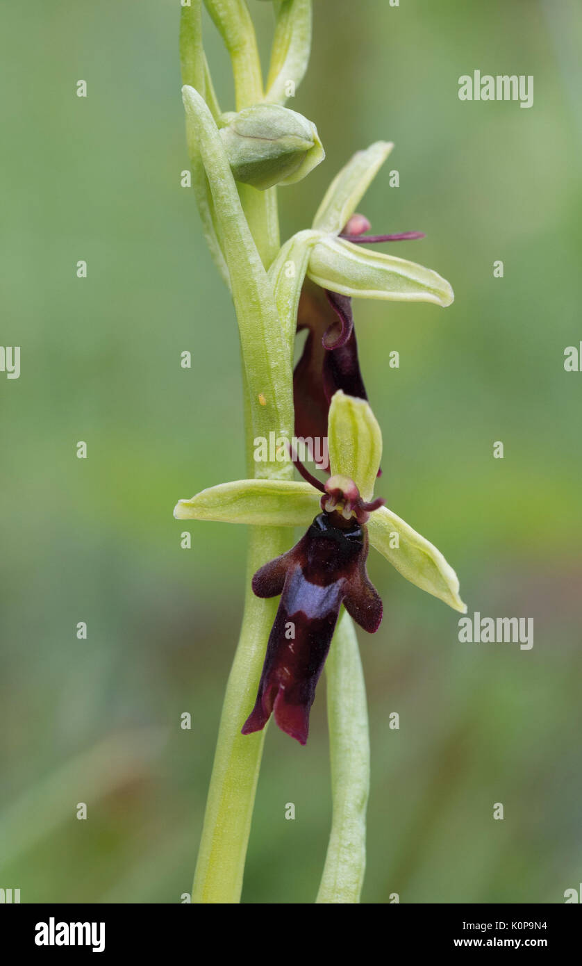 Fly Orchid (Ophrys insectifera) close up Stock Photo - Alamy