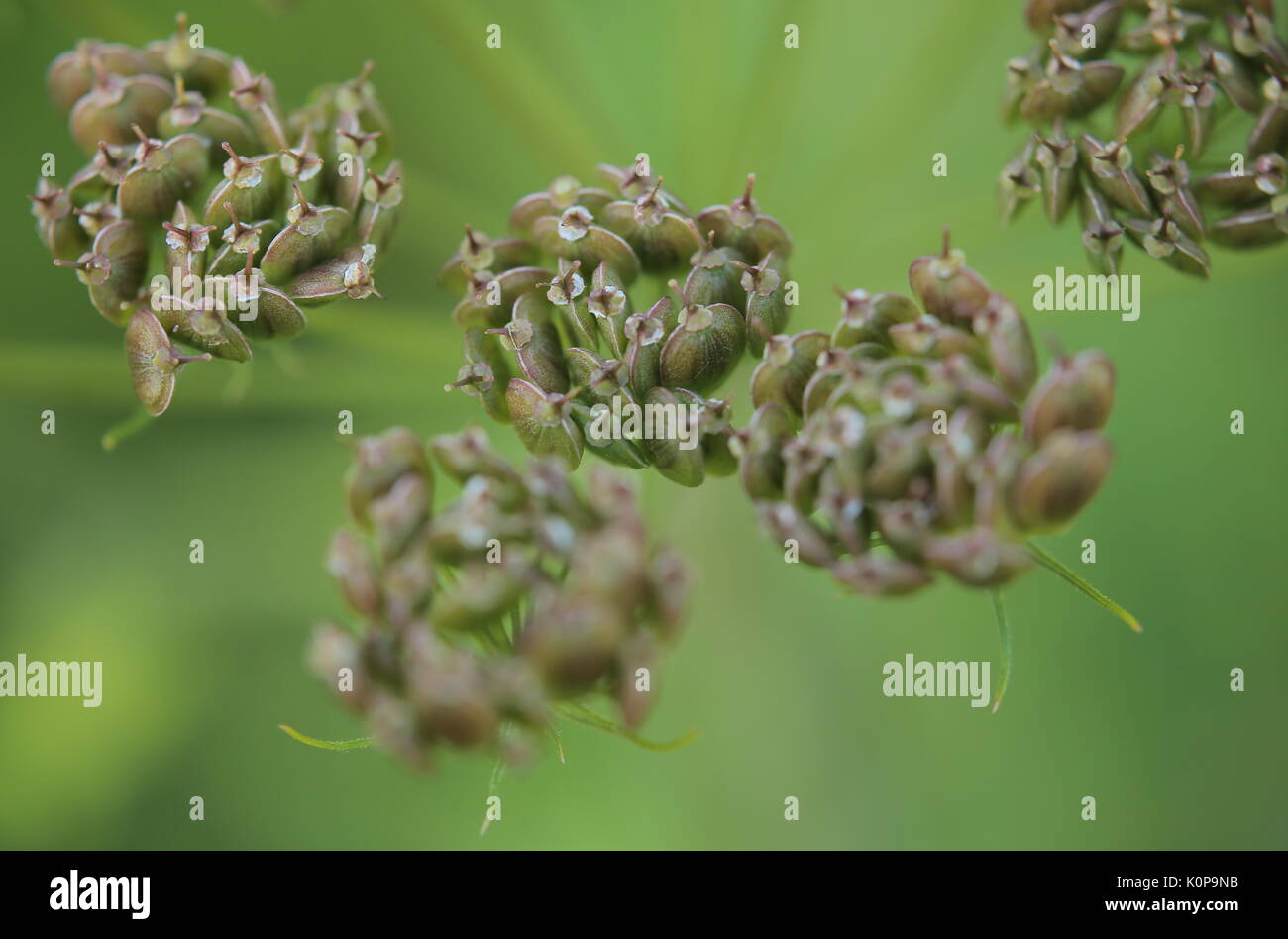 Seeds of the common hogweed (Heracleum sphondylium Stock Photo - Alamy