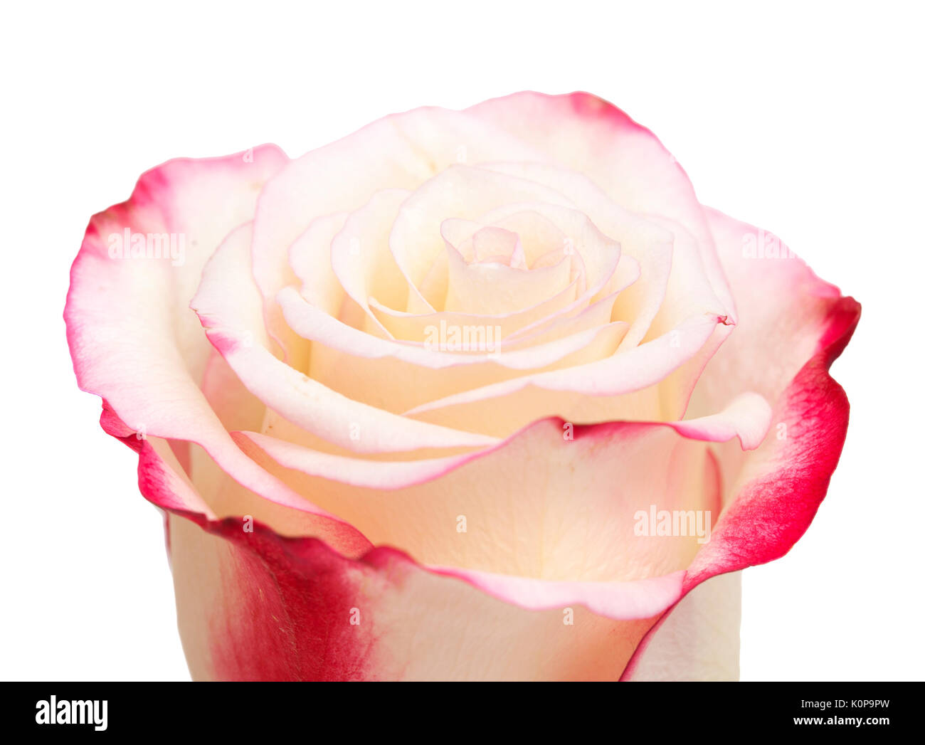 cream and pink rose isolated on white background Stock Photo - Alamy