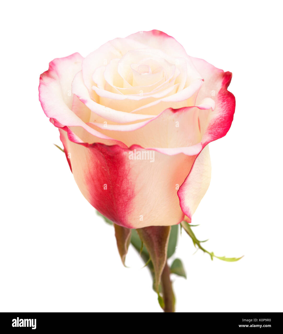 cream and pink rose isolated on white background Stock Photo - Alamy