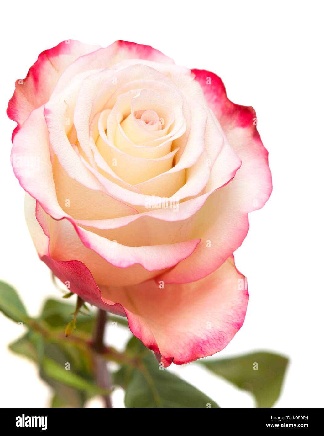 cream and pink rose isolated on white background Stock Photo - Alamy